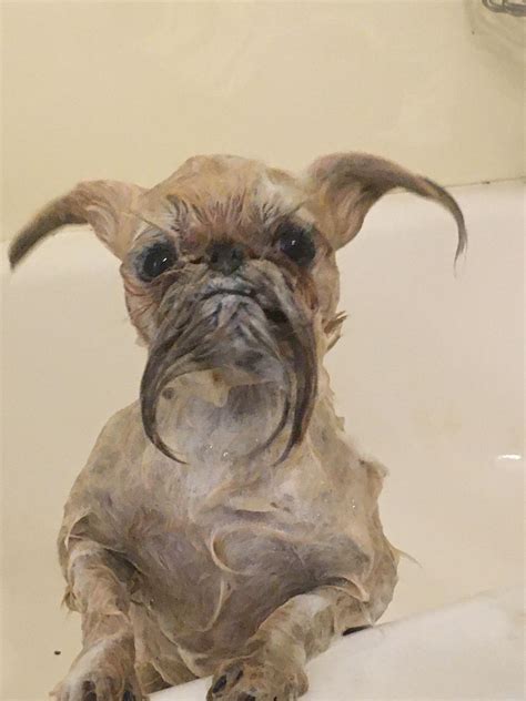 Bath Time Gremlin Look R Brusselsgriffon