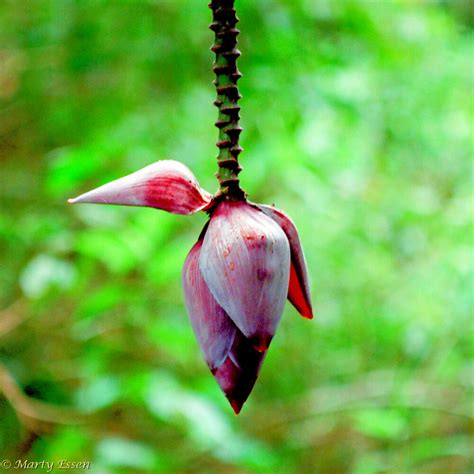 Flower From A Plantain Tree Around The World With Marty Essen