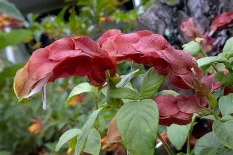 How To Grow And Care For Shrimp Plants Gardeners Path