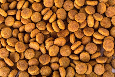 Cockapoo Feeding Chart Everything You Need To Know