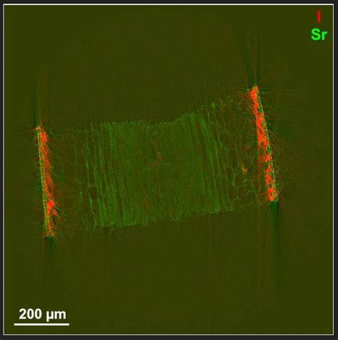 Synchrotron X Rays Reveal The Modes Of Fe Binding And Trace Metal Storage In The Brown Algae