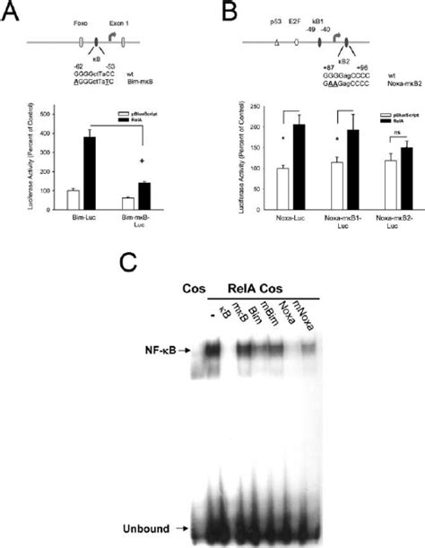 Rela Binds To The Bim And Noxa Promoter To Stimulate Transcription A