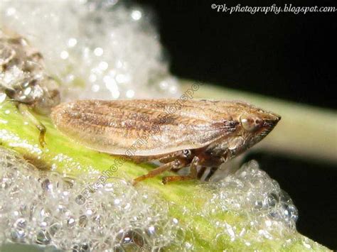 Spittle Bug Nature Cultural And Travel Photography Blog