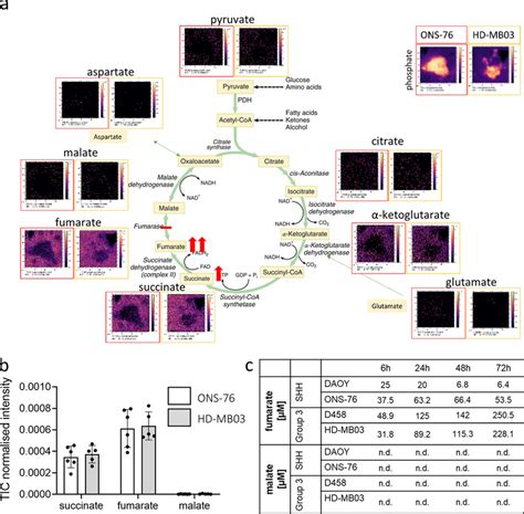 Fumarate Accumulation Is Predominantly Observed In Group 3 Models A 3d