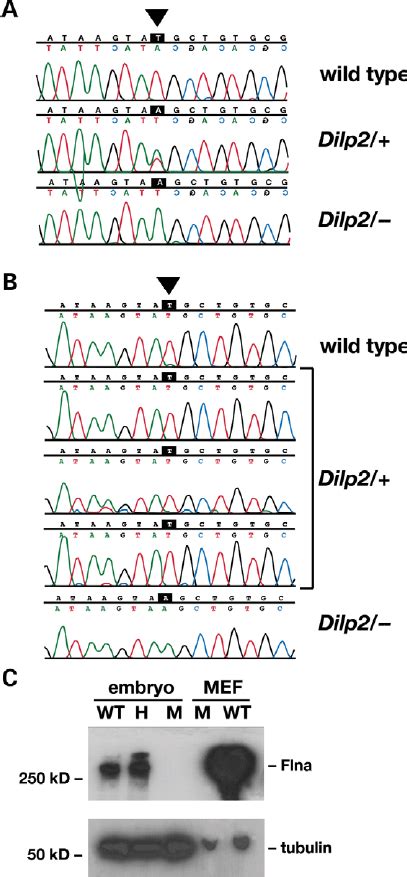 Flna Is Mutated In Dilp2 Mice A Genomic Dna Sequence Traces From