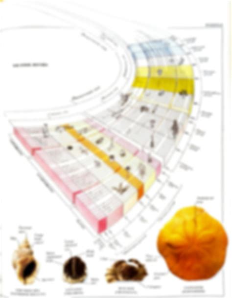 Solution Fossils Geology Geography Meterology Studypool