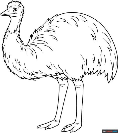 How To Draw An Emu Really Easy Drawing Tutorial