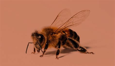 cybereason rates bumblebee malware loader as a critical threat