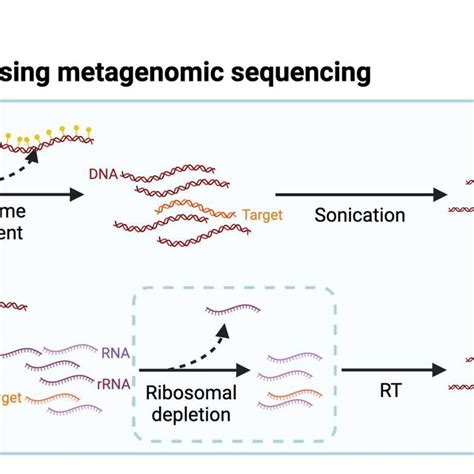 Diagram Of Workflow For Discovery Of DNA And RNA Viruses Using Download Scientific Diagram
