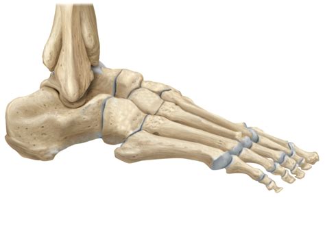 Foot Anatomy Unlabeled At Jai Patrick Blog