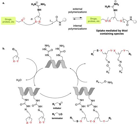 Peptide And Peptidomimetic Assemblies In Dynamic Combinatorial Chemistry Rodrigues 2023