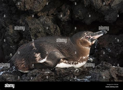 Galapagos Penguin Spheniscus Mendiculus Incubating Egg On Nest In