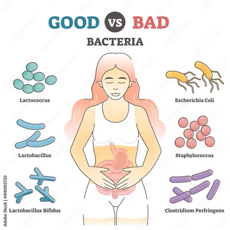 Good Vs Bad Bacteria As Gut Flora Examples In Educational Outline