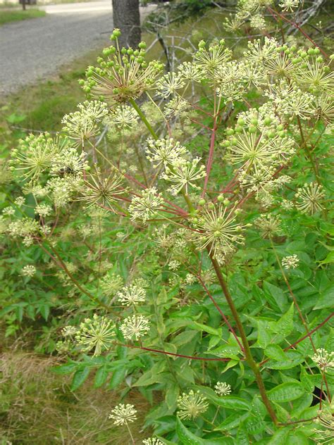 Aralia hispida (bristly sarsaparilla): Go Botany
