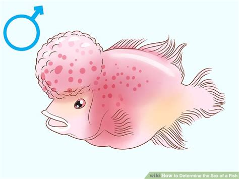 3 Ways To Determine The Sex Of A Fish WikiHow