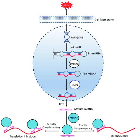 General Mirna Biogenesis Pathway In Plants Figure Constructed By Orkun