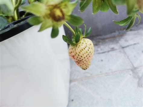 strawberry ripeness 1492 object detection dataset by lab
