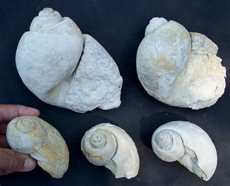 PaleoScene New Fossil Shells