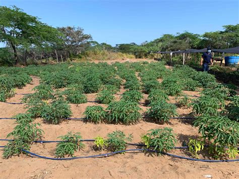 Conservación Del Suelo Clave Para Una Producción Sostenible En