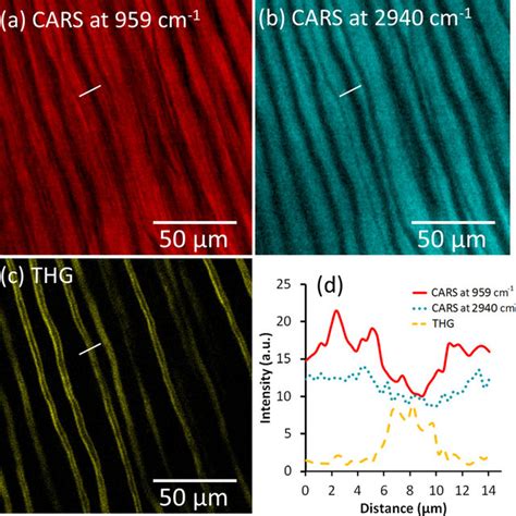 Multimodal nonlinear microscopic images of a CARS PO À v Download Scientific Diagram