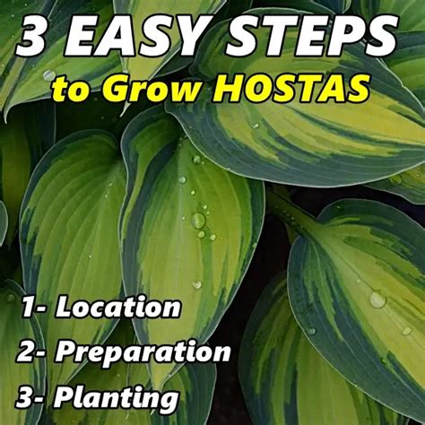 How To Plant Hostas 3 EASY Steps To Grow 5 Pro Tips