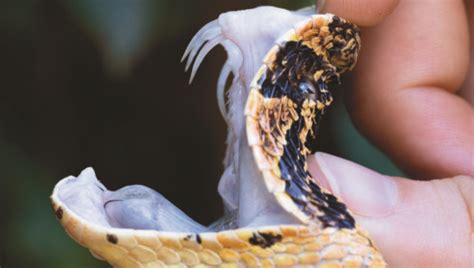 Camouflager Supreme The Puff Adder Kruger2canyon