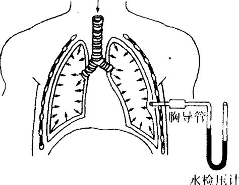 胸腔和胸膜腔 中国女性百科 医学