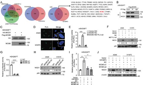 Mcm5 Contributed To Igf2bp3 Activated Notch Signaling In M⁶a Dependent Download Scientific