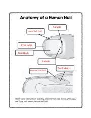 Kami Export - Integumentary System Part 2 diagrams.pdf - Cuticle Lateral Nail Fold Free Edge ...