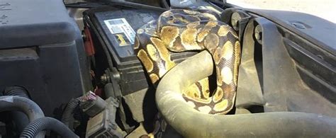 Wisconsin Woman Complains Of Car Trouble Finds Large Python Under Hood