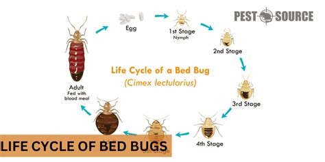 What Are The Life Stages And Cycles Of Bed Bugs Pest Source