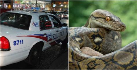 Man Charged After Allegedly Assaulting Another Man With A Python National