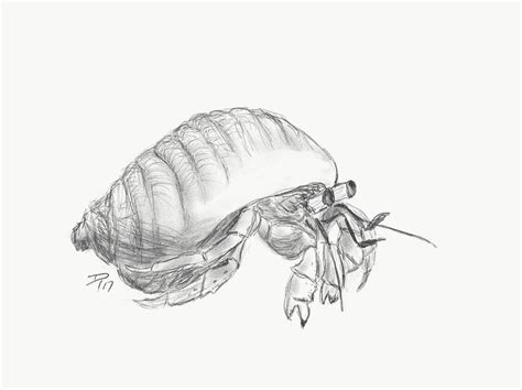Hermit Crab Sketch At Explore Collection Of Hermit