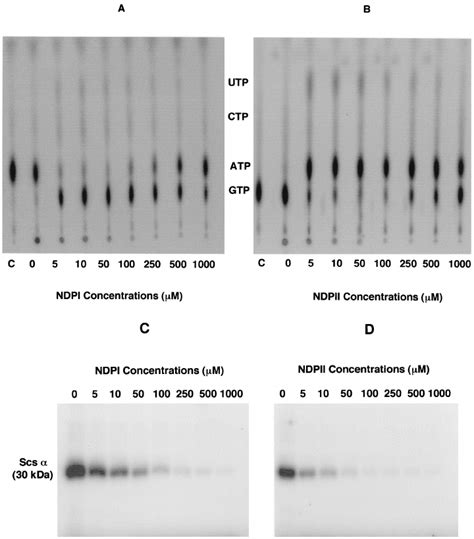 A Ndp Kinase Assays Of The Scs ␣ And ␤ Subunits From P Aeruginosa In