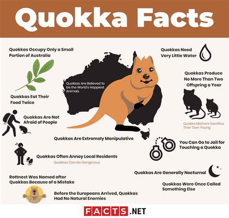 Top 15 Quokka Facts Diet Habitat Survival And More