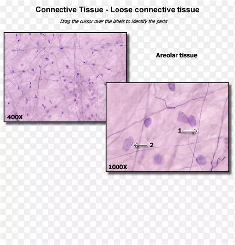 疏松结缔组织解剖致密结缔组织疏松png图片素材下载图片编号1497963 Png素材网