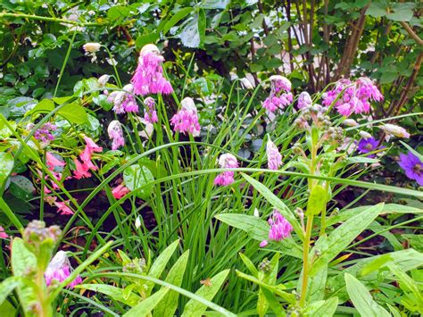 Allium Cernuum The Plant Lodge