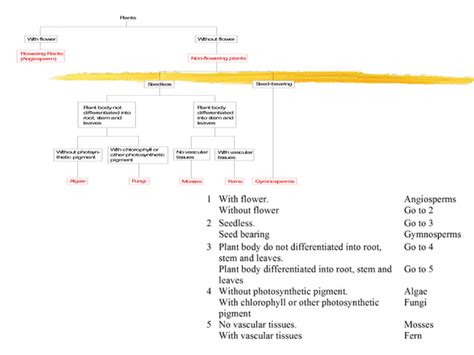 Dichotomous Key Presentation Suitable For Igcse Biology Level Ppt