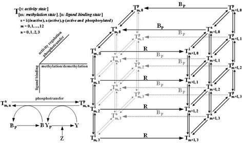 signal transduction network the basic unit of the network is the