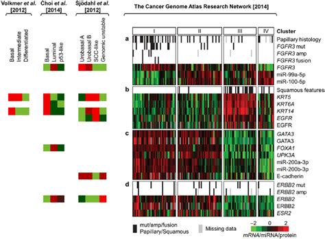 Characterization Of Novel Molecular Subtypes Of Bladder Cancer