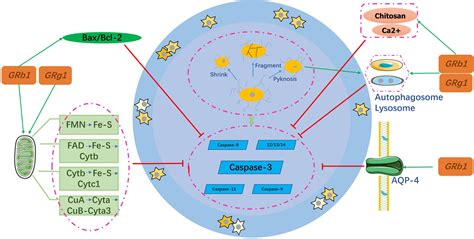 Frontiers Mechanisms Of Ginsenosides Exert Neuroprotective Effects On Spinal Cord Injury A