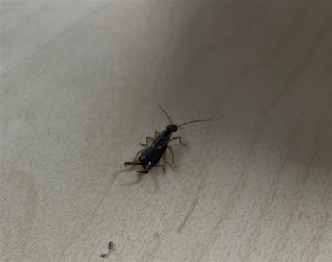 Itty Bitty Bug Id R Whatsthisbug