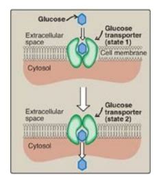 Transport Of Glucose Into Cells Biochemistry