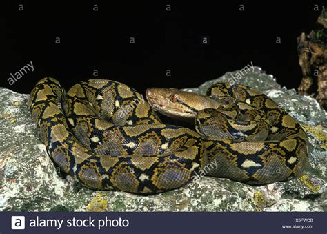 Python Python Reticulatus High Resolution Stock Photography And Images Alamy