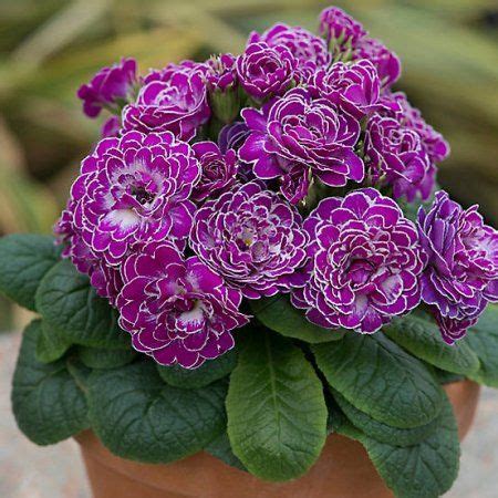 Примула Беларина Кэнди Фрост | Blumen, Schönheiten, Früchte