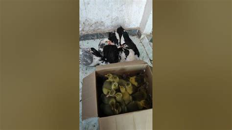 شحن البط و الوز Youtube