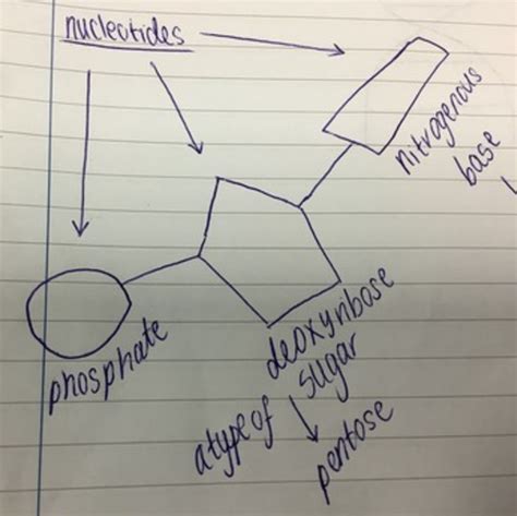 Dna Vs Rna Flashcards Quizlet