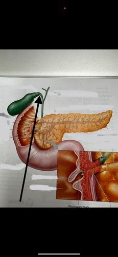 Ch Digestive System LAB PRACTICAL Flashcards Quizlet