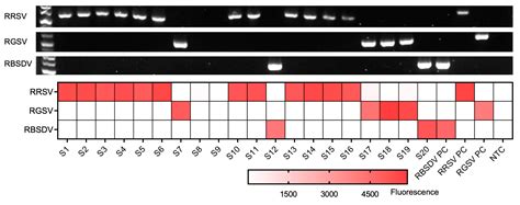 Rt Rpa Pfago System A Rapid Sensitive And Specific Multiplex