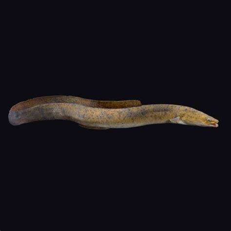 Longfin Eel Obsidian Aquatics